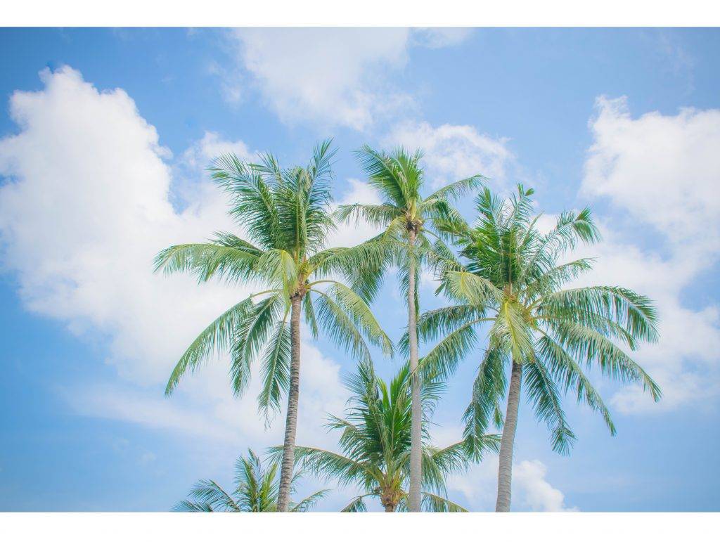 Coconut tree on the sky wall mural – Nouqoush